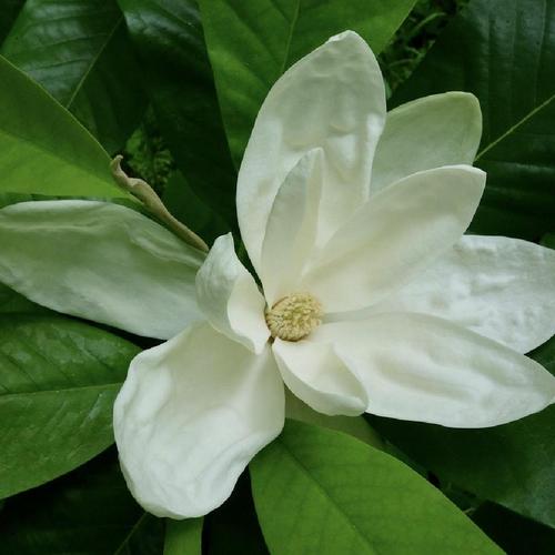 Thompson's Magnolia (Magnolia x thompsoniana) in the Magnolias Database ...