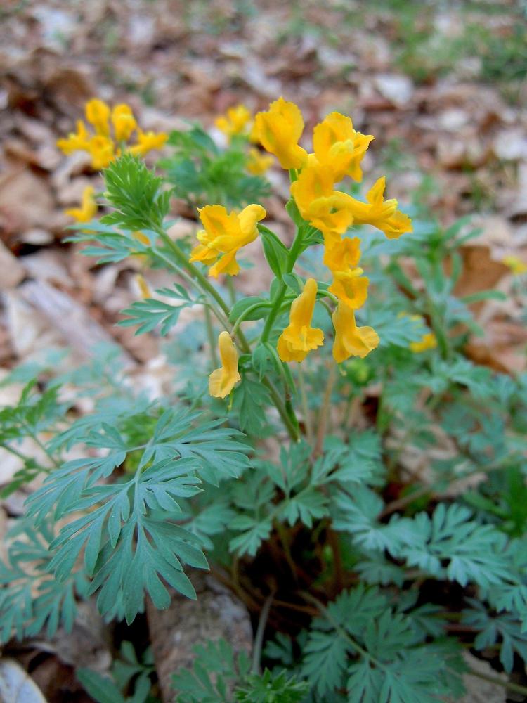 Photo of the entire plant of Smallflower Fumewort (Corydalis micrantha ...