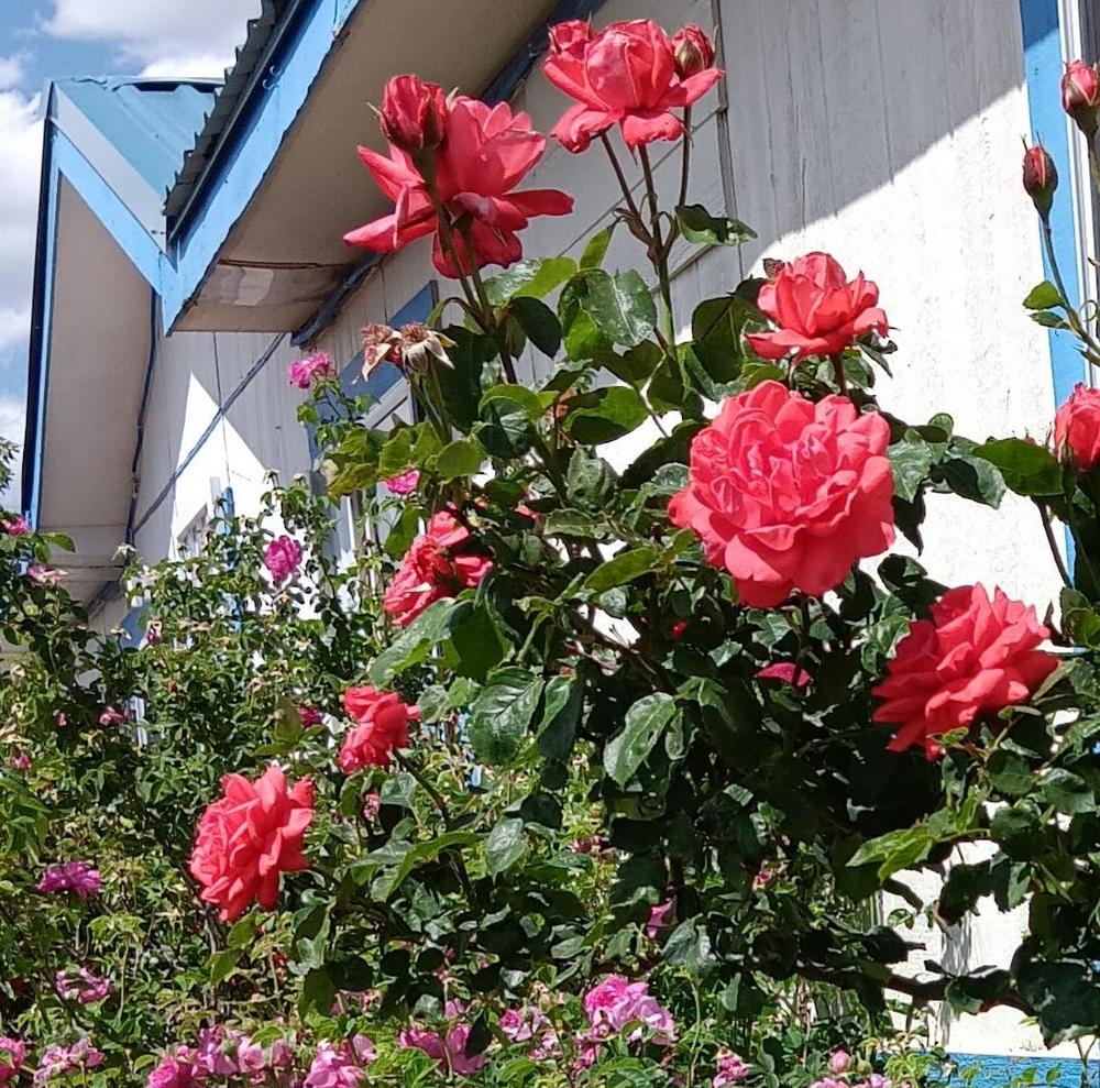 Photo of the entire plant of Rose (Rosa 'Montezuma') posted by Agoo ...
