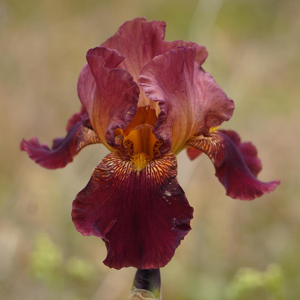 Photo of the bloom of Tall Bearded Iris (Iris 'Foreigner') posted by ...