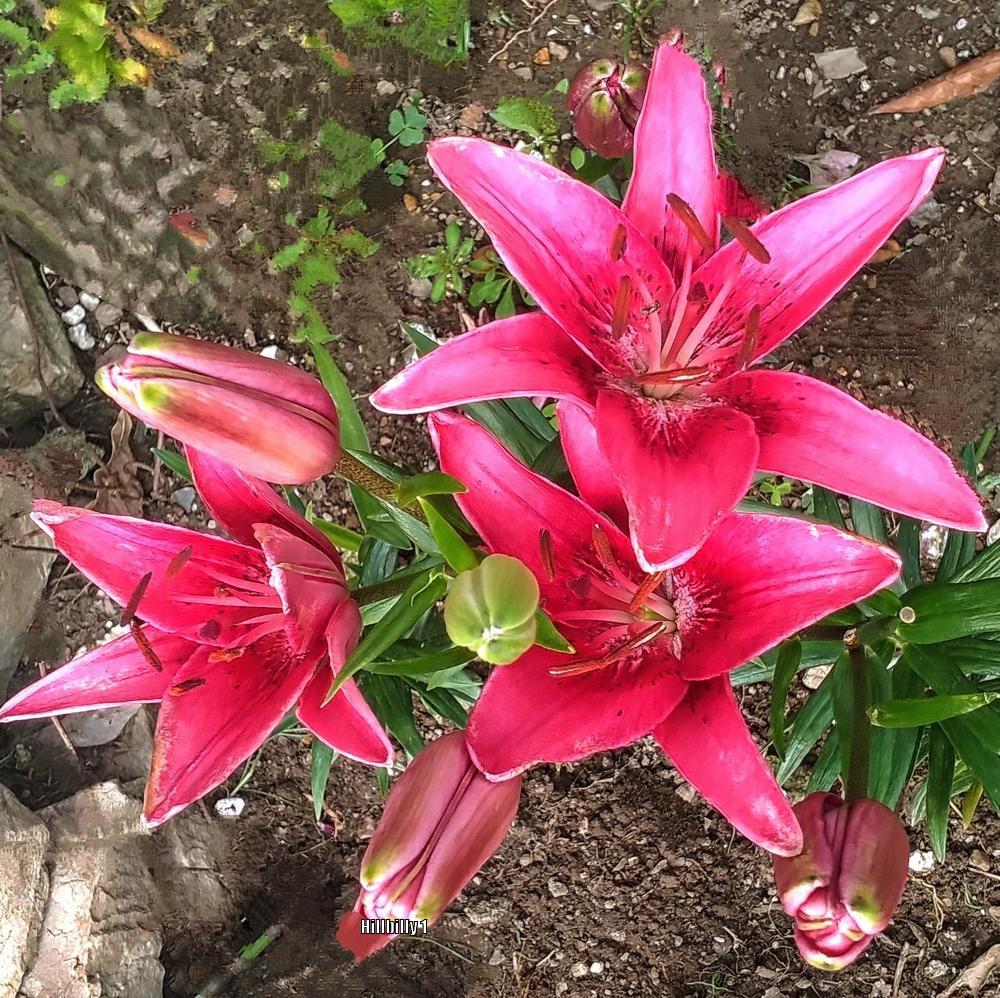 Photo of the bloom of Lily (Lilium 'Pink County') posted by HoodLily ...