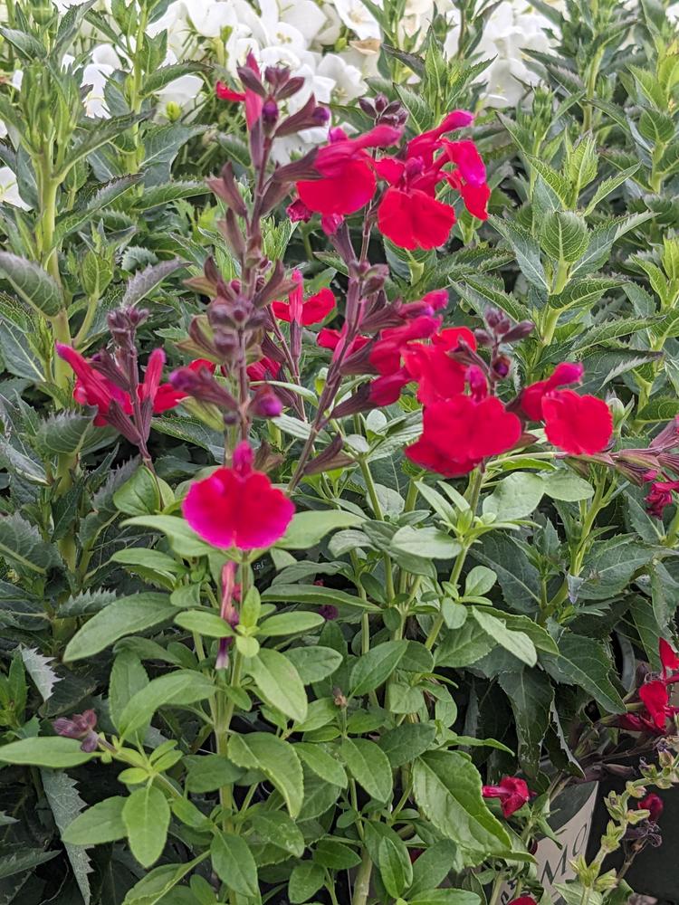 Photo of the entire plant of Autumn Sage (Salvia greggii Mirage™ Cherry ...