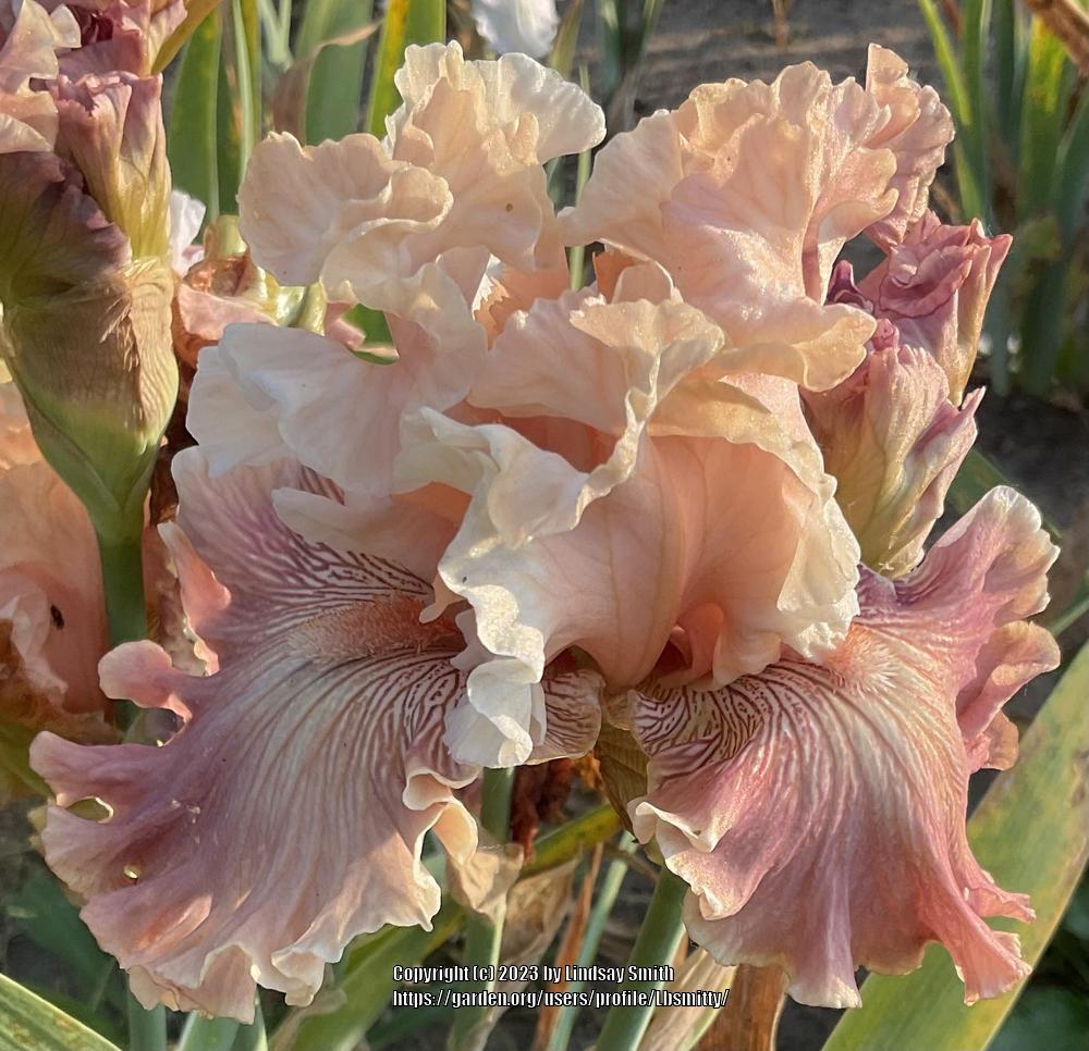 Photo of the bloom of Tall Bearded Iris (Iris 'Classical') posted by ...