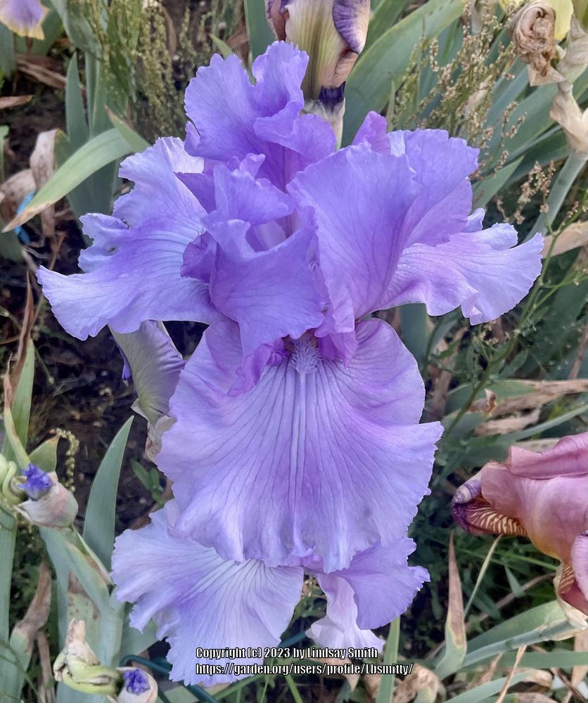 Photo of the bloom of Tall Bearded Iris (Iris 'Orchid Dove') posted by ...