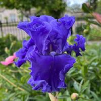 Photo of the bloom of Tall Bearded Iris (Iris 'Sea Power') posted by ...