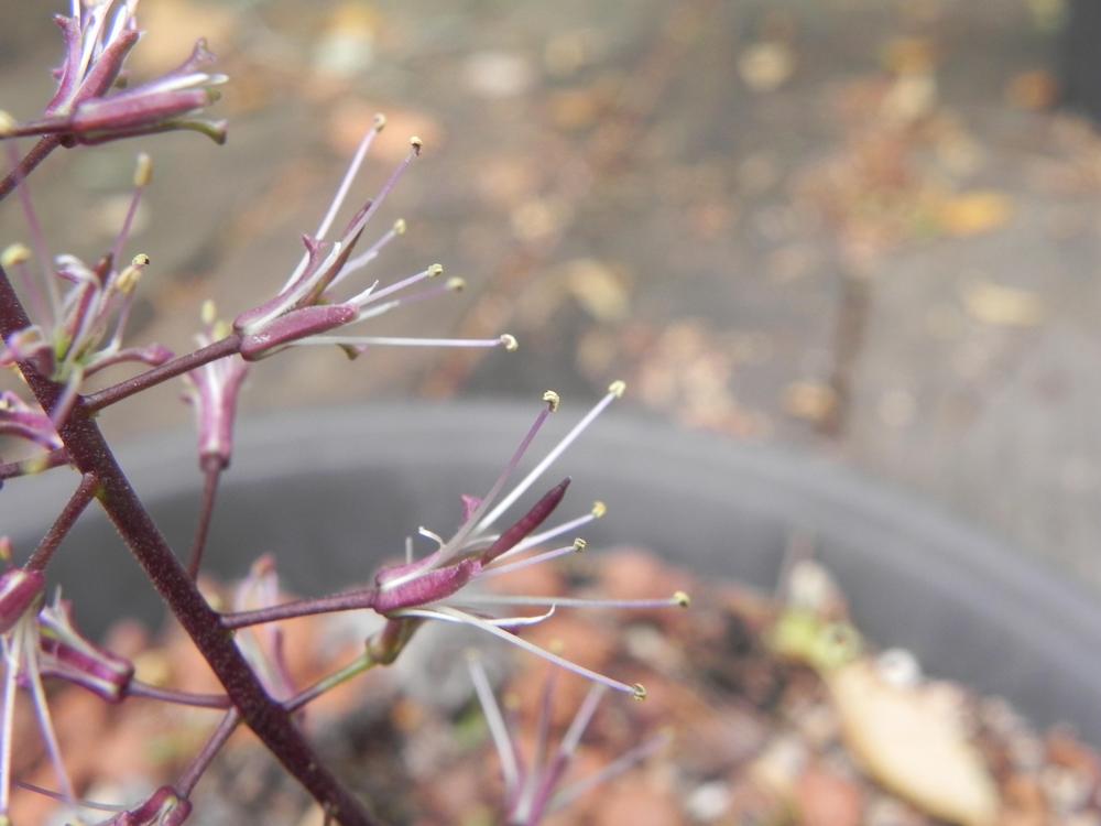 Photo of the bloom of Macropodium pterospermum posted by SL_gardener ...