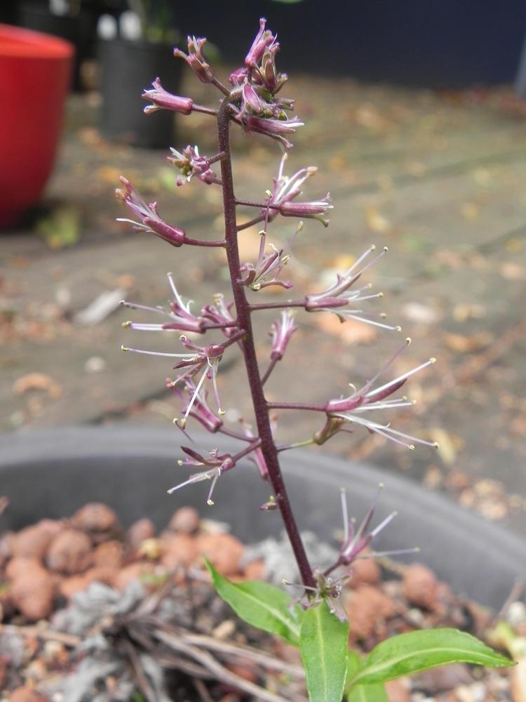 Photo of the bloom of Macropodium pterospermum posted by SL_gardener ...