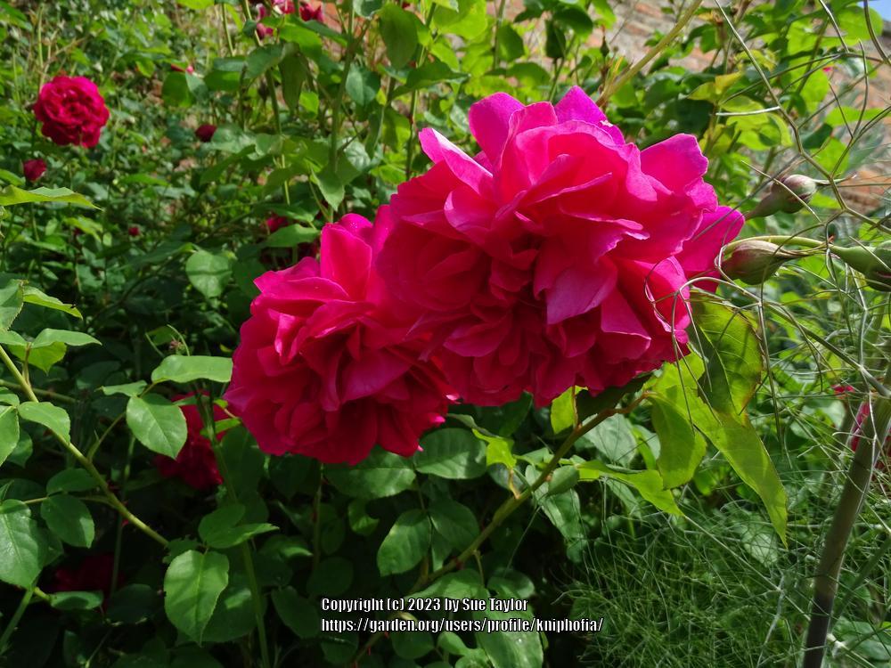 English Shrub Rose (Rosa 'Thomas a Becket') in the Roses Database ...