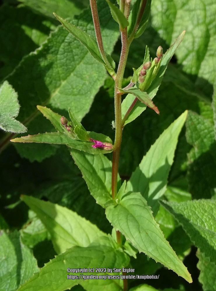 Photo of the stem, scape, stalk or bark of Codlins and Cream (Epilobium ...