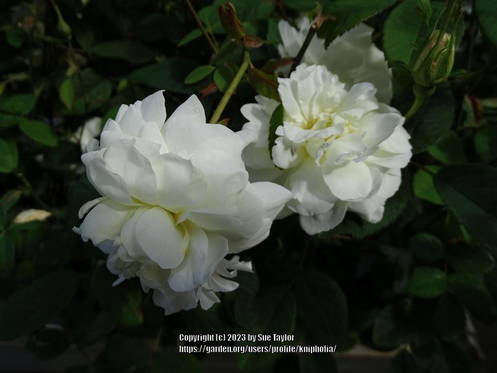 Photo of the bloom of Rose (Rosa 'Susan Williams-Ellis') posted by ...