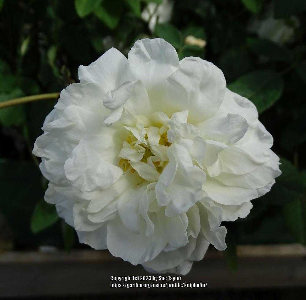 Rose (Rosa 'Susan Williams-Ellis') in the Roses Database - Garden.org