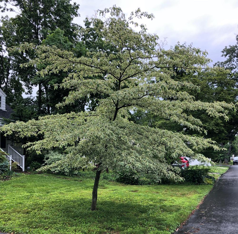 Photo of the entire plant of Variegated Giant Dogwood (Cornus ...