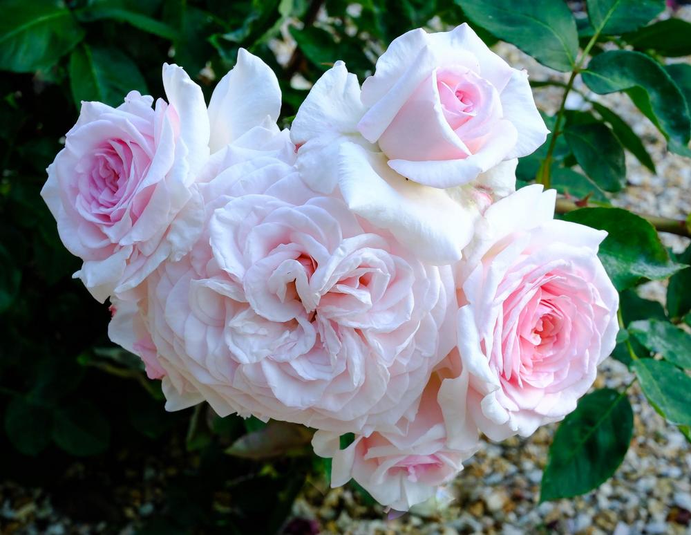 Photo of the bloom of Rose (Rosa 'Magnificent Perfume') posted by ...
