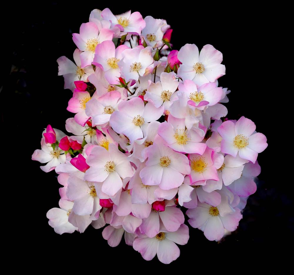 Rose (Rosa 'Lyda Rose') in the Roses Database - Garden.org