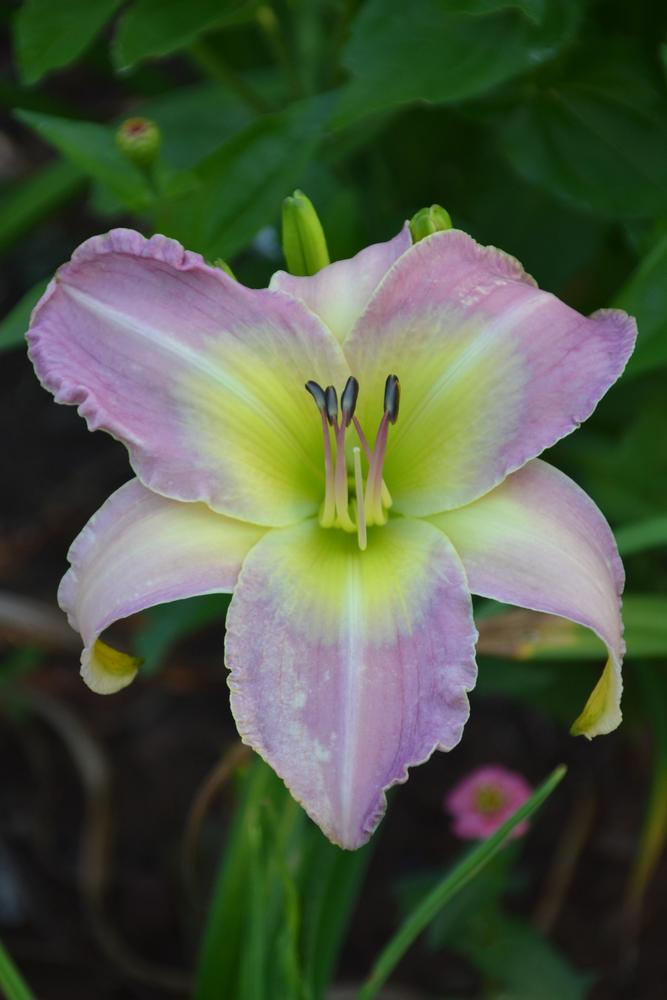 Daylily (Hemerocallis 'Windyhill's Morning Colors') in the Daylilies ...