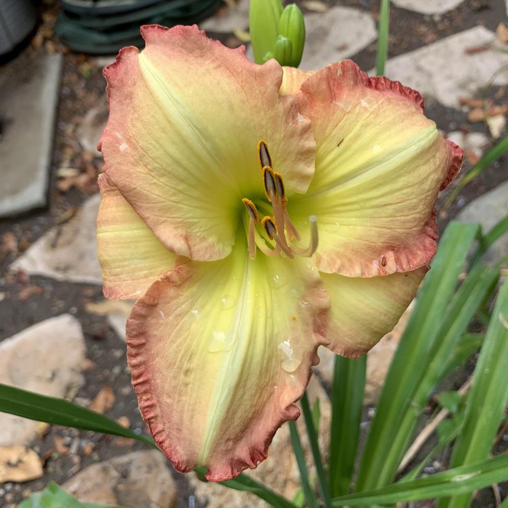 Photo of the bloom of Daylily (Hemerocallis 'Ruby Border') posted by Betja - Garden.org