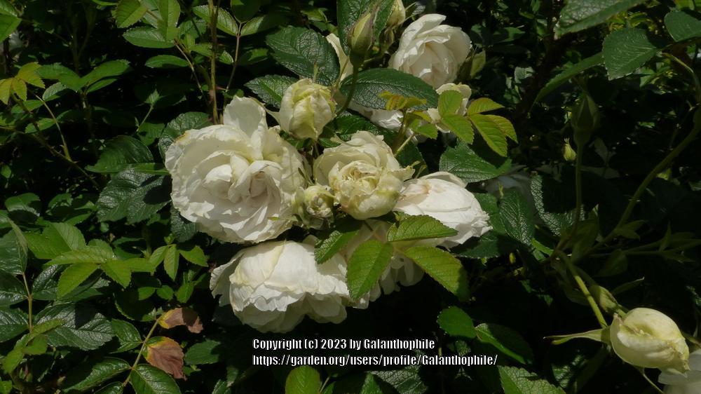 Rose (Rosa 'Snowdon') in the Roses Database - Garden.org