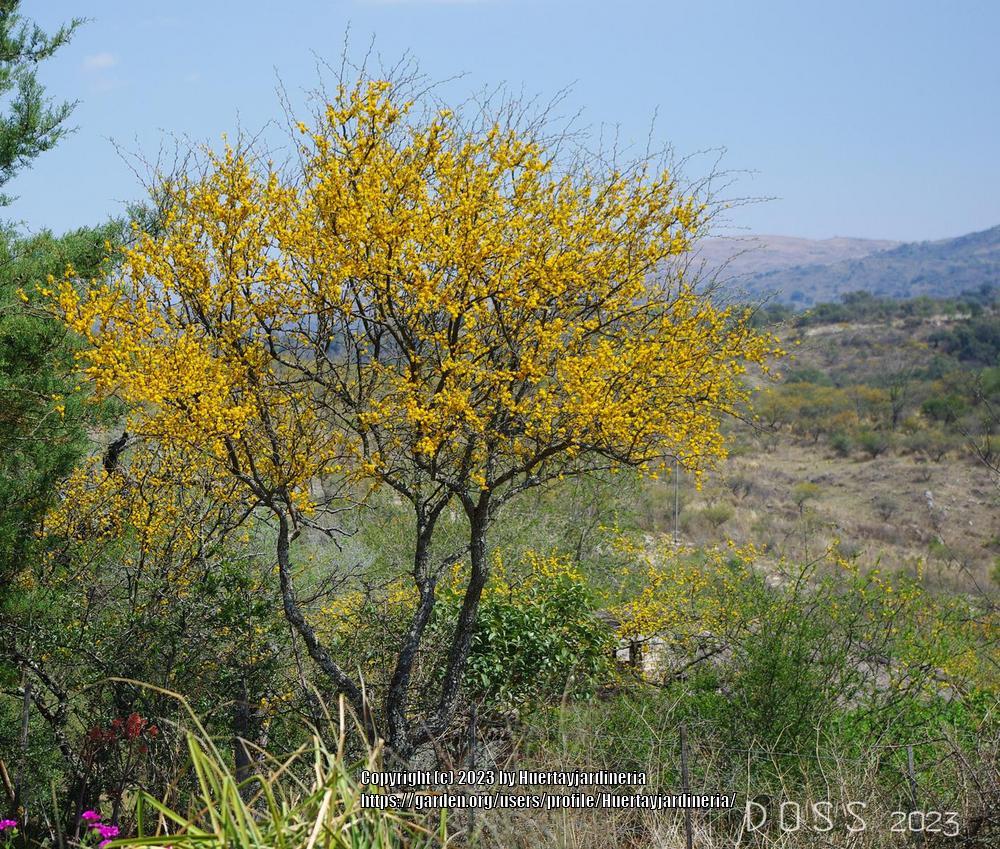Photo of the entire plant of Caven Thorn (Vachellia caven) posted by ...