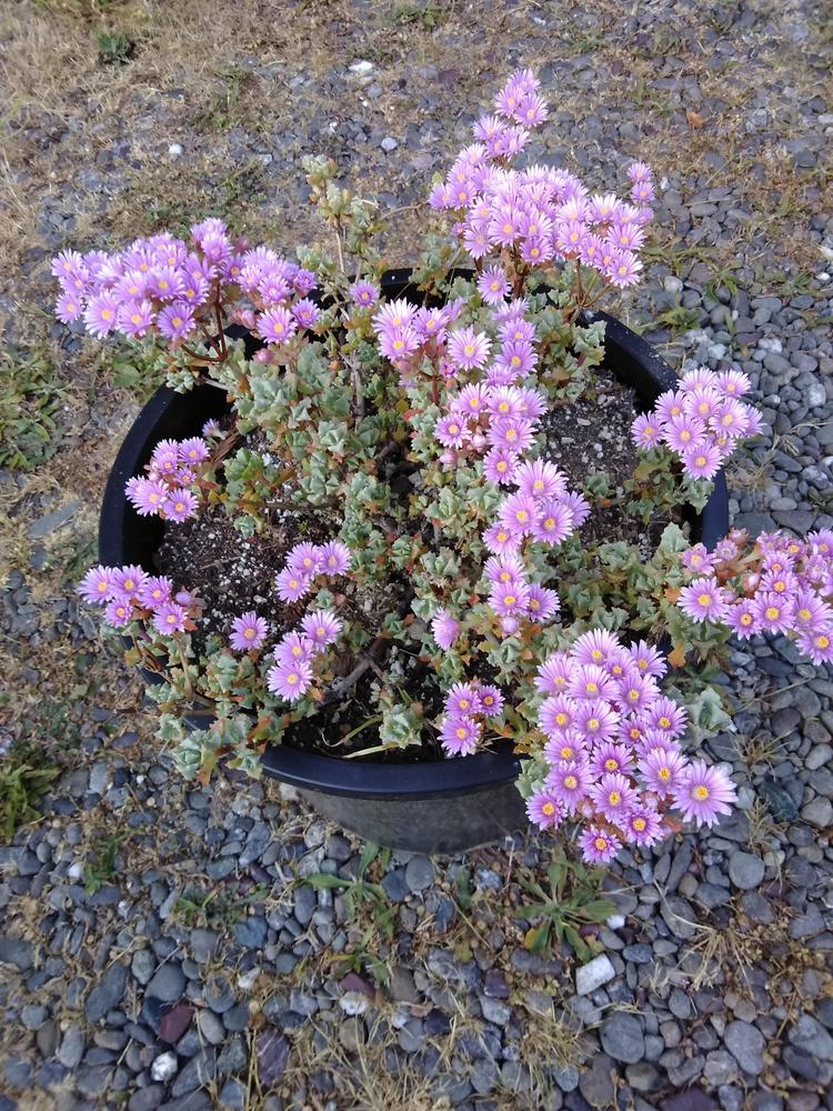Photo of the entire plant of Pink Ice Plant (Oscularia deltoides ...