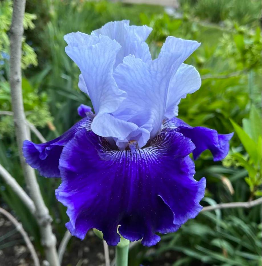Photo of the bloom of Tall Bearded Iris (Iris 'World Premier') posted ...