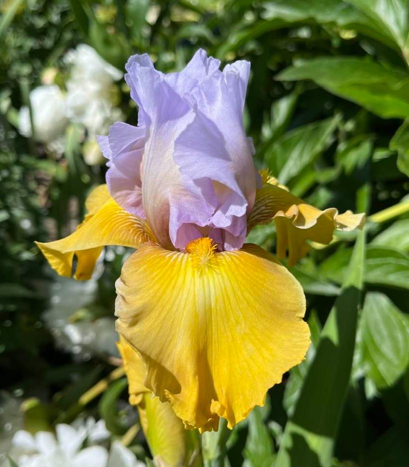 Photo of the bloom of Tall Bearded Iris (Iris 'Stay Stylish') posted by MaryDurtschi - Garden.org