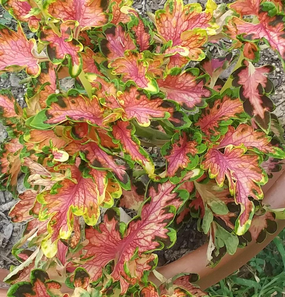 Photo of the leaves of Coleus (Coleus scutellarioides 'Colocha Sunset ...