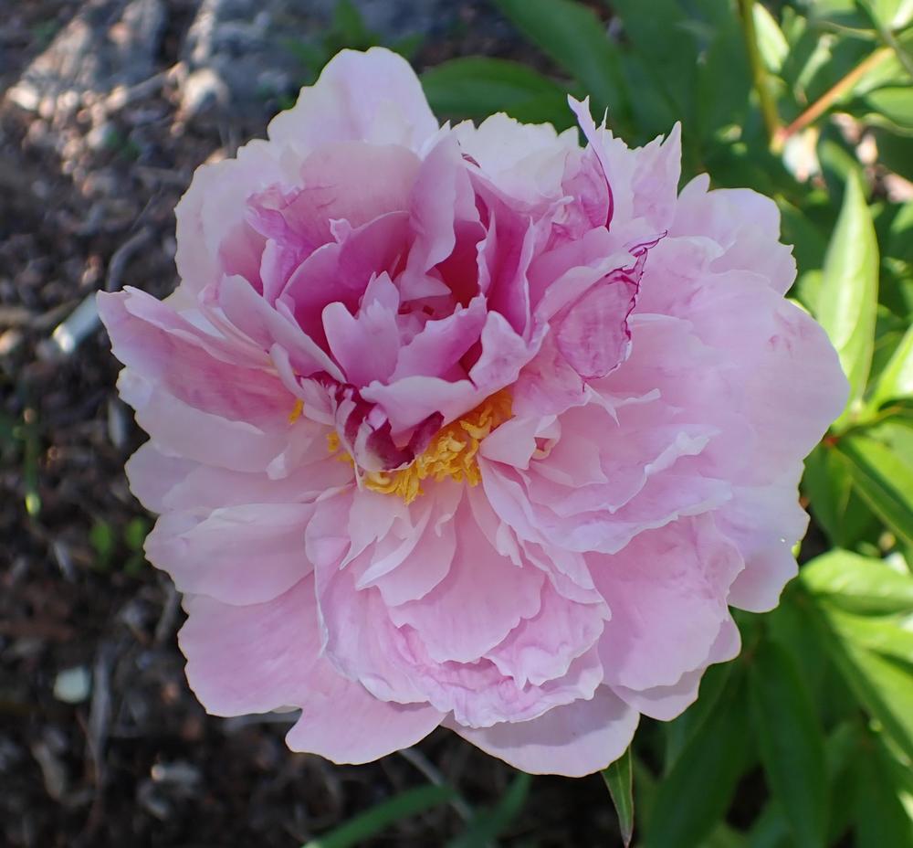 Peony (Paeonia 'Masked Ball') in the Peonies Database - Garden.org