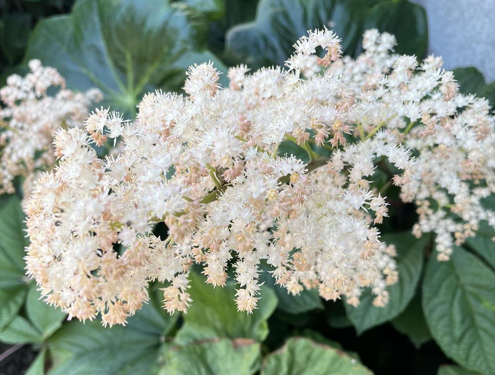Photo of the bloom of Rodgersia (Rodgersia pinnata) posted by imnotmike ...