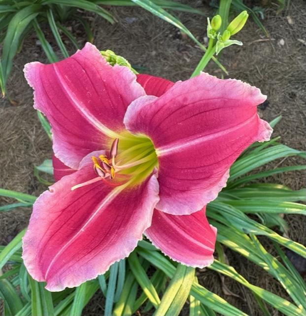 Photo of the bloom of Daylily (Hemerocallis 'Raspberry Swirl') posted ...