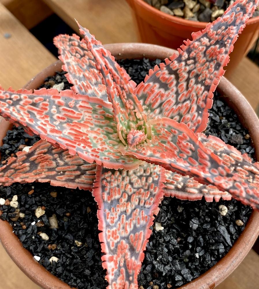 Photo of the entire plant of Aloe 'Crimson Dragon' posted by ketsui73 ...