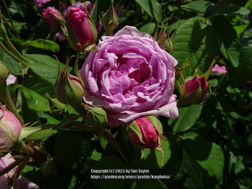 Photo of the bloom of Rose (Rosa 'Comte de Chambord') posted by ...