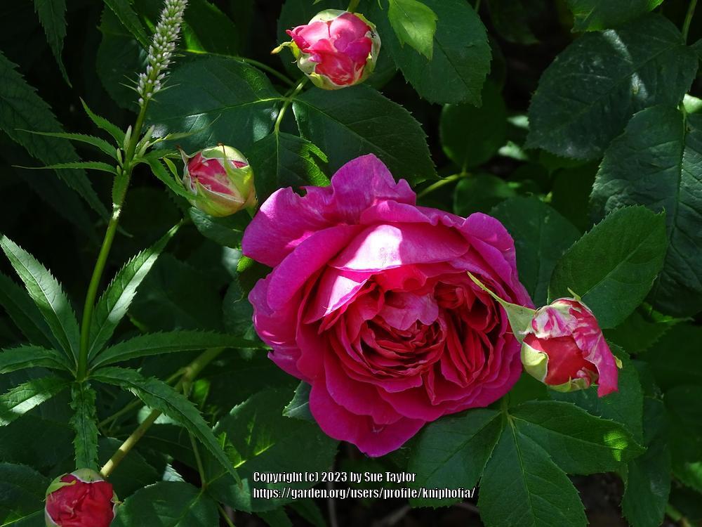 Rose (Rosa 'Lady of Megginch') in the Roses Database - Garden.org