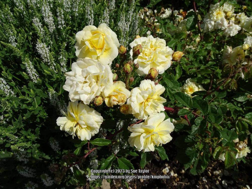 Rose (Rosa 'Callisto') in the Roses Database - Garden.org