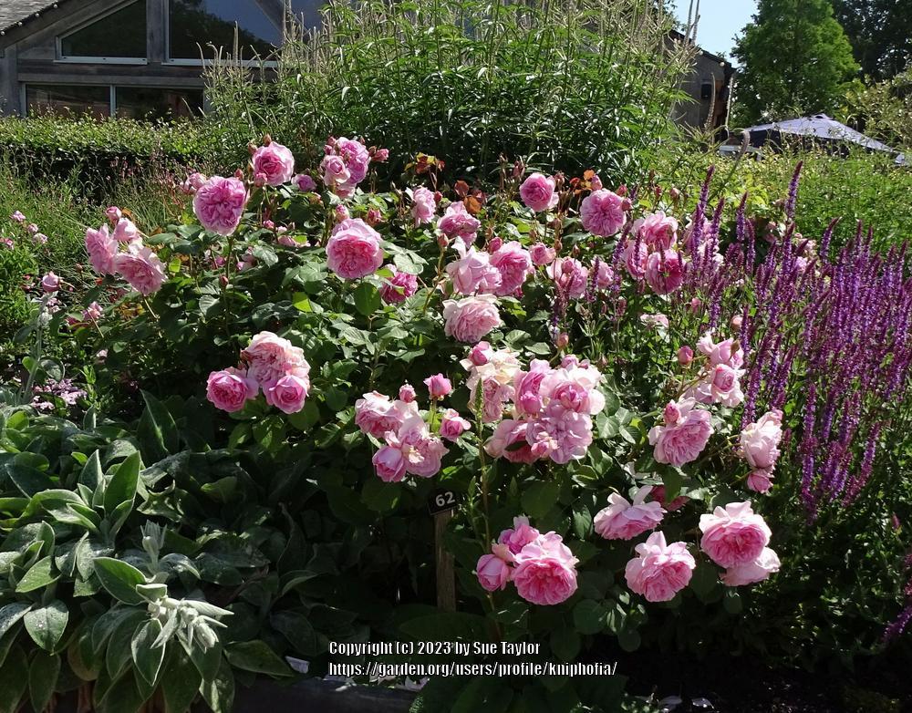 Photo of the entire plant of Rose (Rosa 'Maid Marion') posted by ...