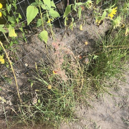 Rose Natal Grass (Melinis repens) - Garden.org