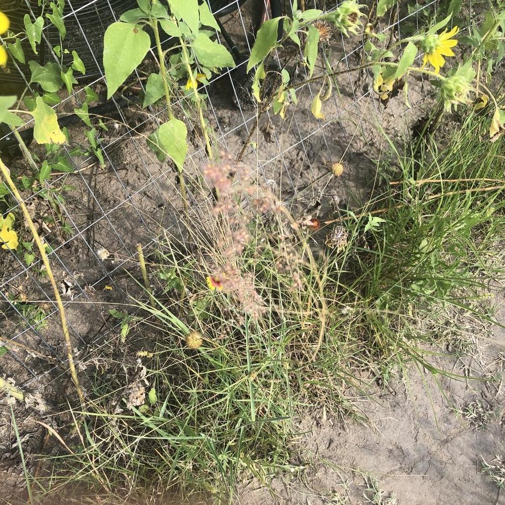 Rose Natal Grass (Melinis repens) - Garden.org