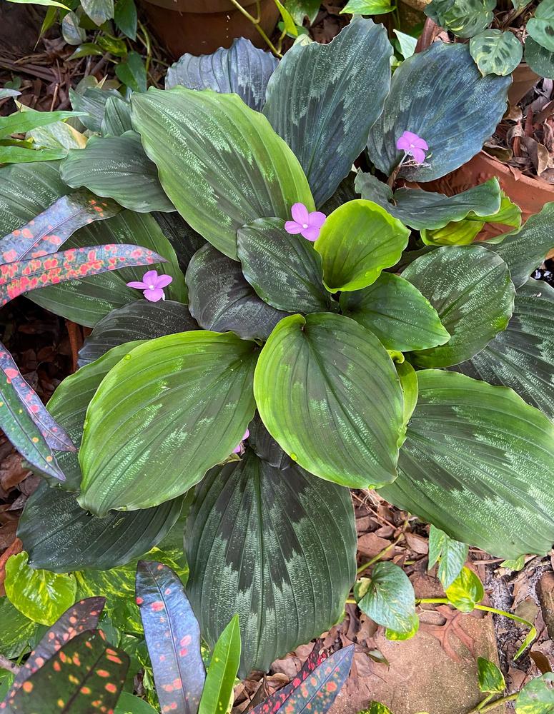 Peacock gingers in the Tropicals forum - Garden.org