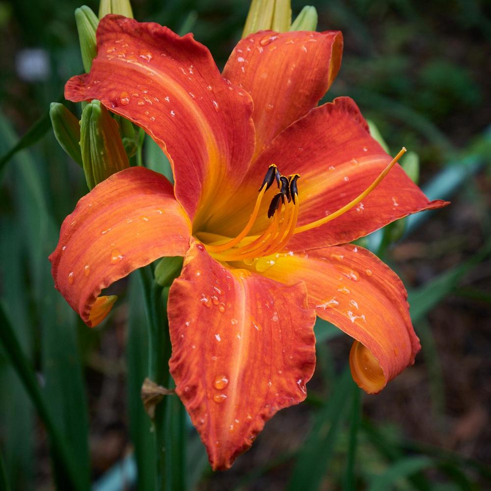 Photo of the bloom of Daylily (Hemerocallis 'Heavenly Dragon Fire ...