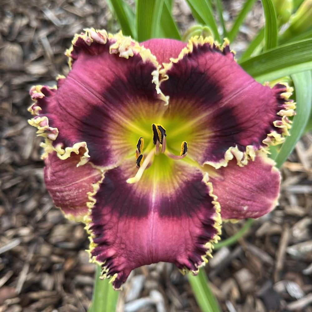 Photo of the bloom of Daylily (Hemerocallis 'Tumbleweed') posted by ...