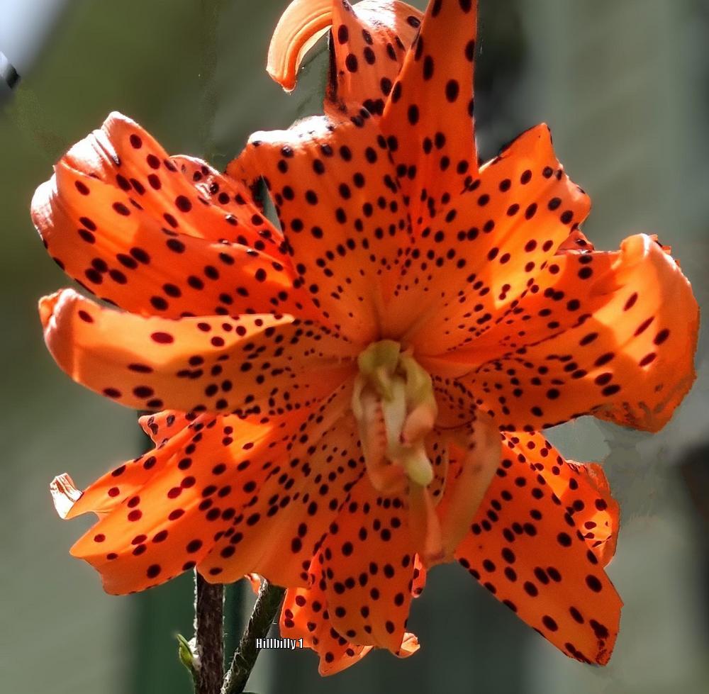 Photo of the bloom of Double Tiger Lily (Lilium lancifolium 'Flore ...