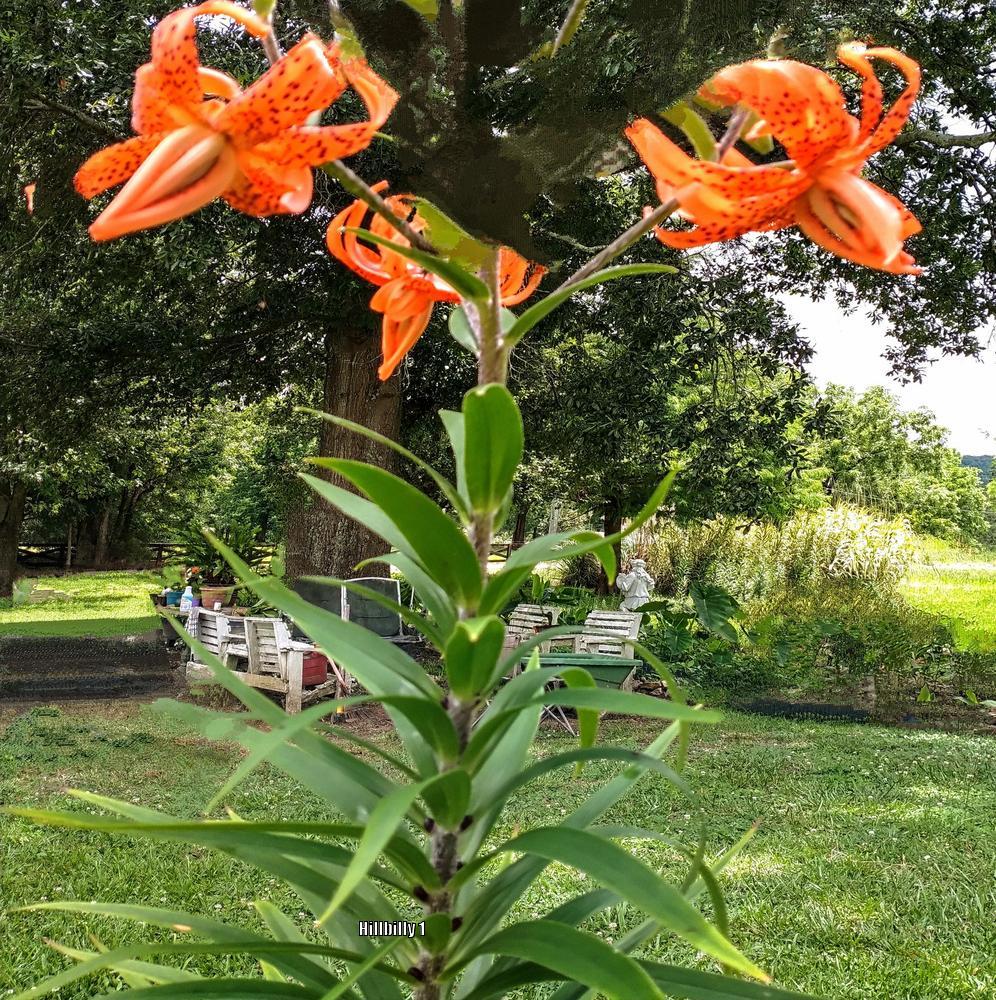 Photo of the entire plant of Double Tiger Lily (Lilium lancifolium ...