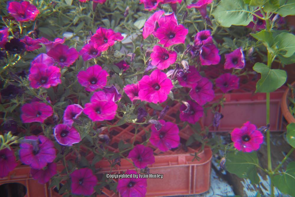 Photo of the entire plant of Multiflora Spreading/Trailing Petunia ...