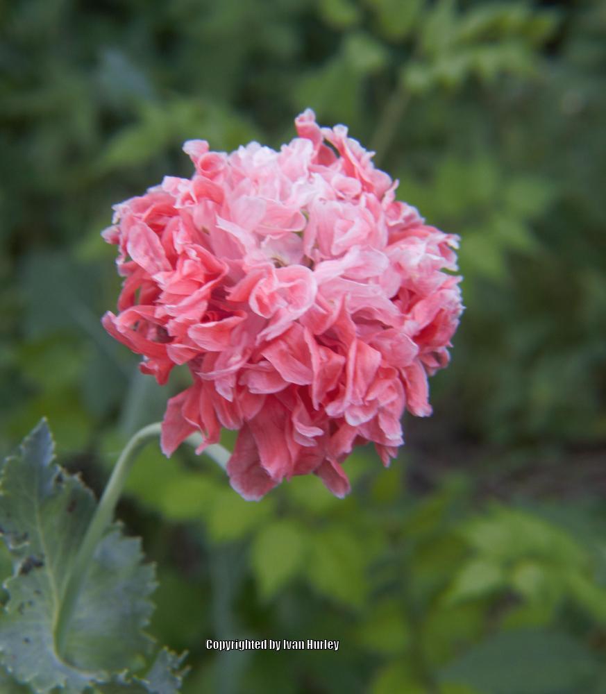Photo of the bloom of Peony Poppy (Papaver somniferum 'Frosted Salmon ...