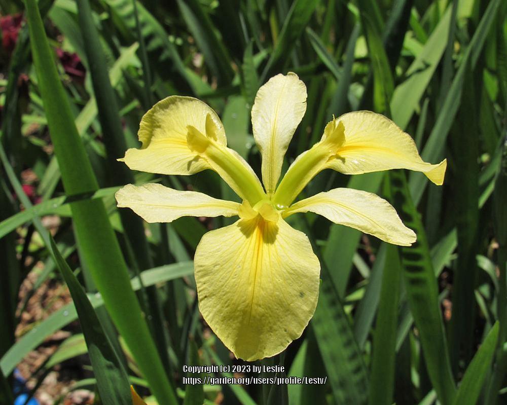 Louisiana Iris (Iris 'Dixie Deb') in the Irises Database - Garden.org