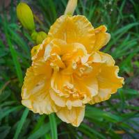 Photo of the bloom of Daylily (Hemerocallis 'Double Talk') posted by LoriMT - Garden.org