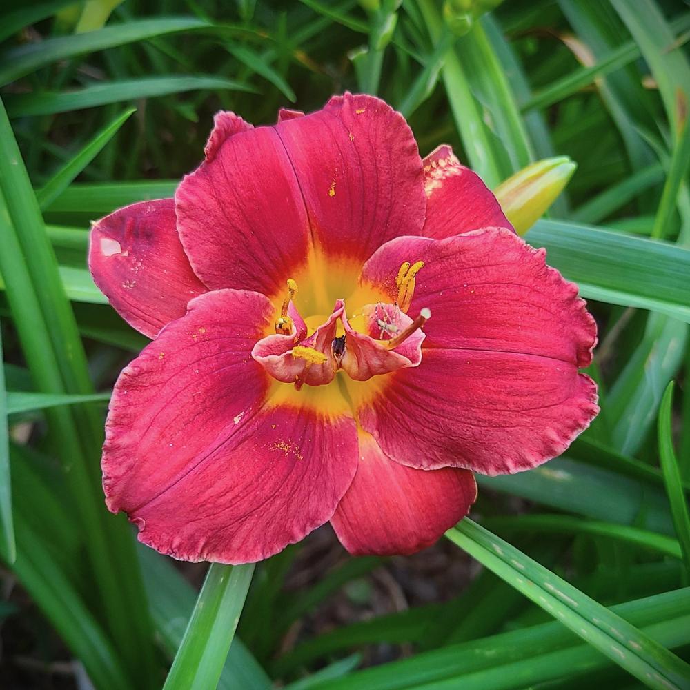 Photo of the bloom of Daylily (Hemerocallis 'Double Trouble') posted by ...