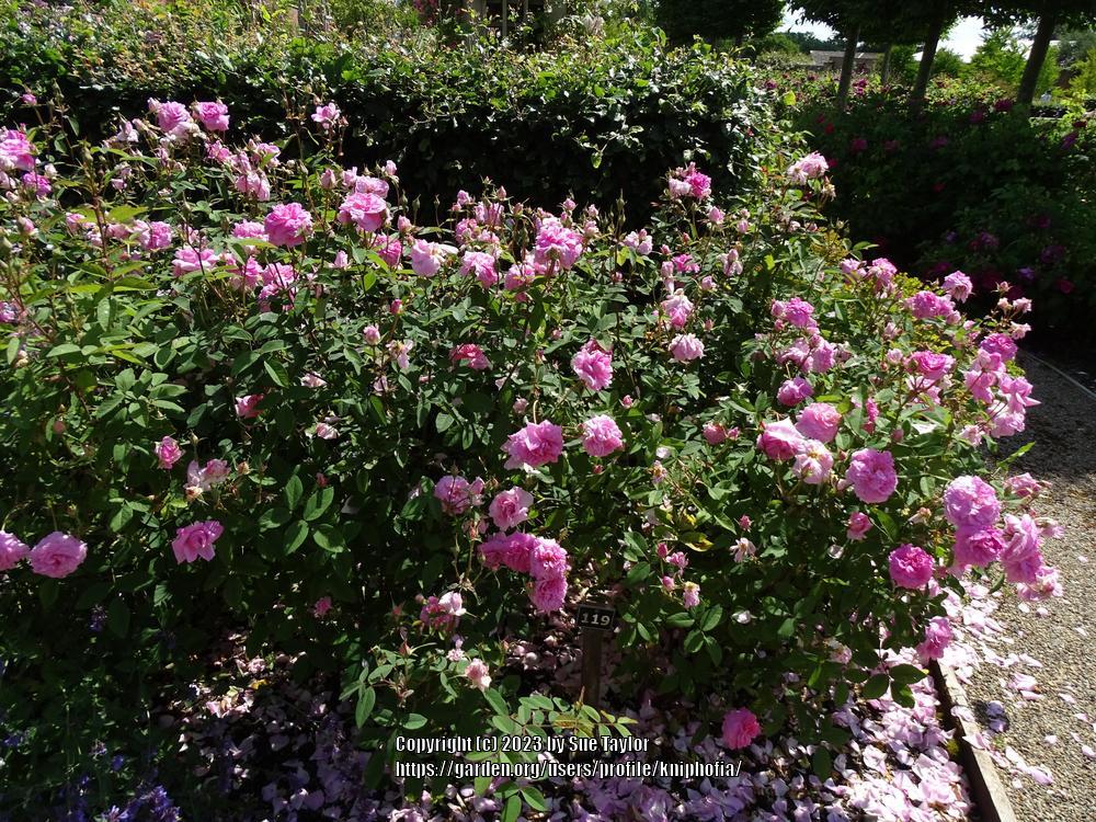 Photo of the entire plant of Rose (Rosa 'The Mayflower') posted by ...