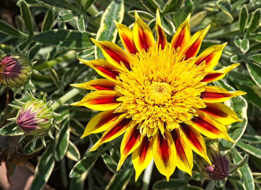 Treasure Flower (Gazania 'Mohawk') - Garden.org