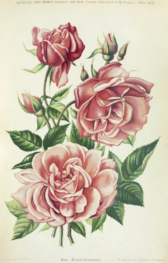 Tea Rose (Rosa 'Beaute Inconstante') in the Roses Database - Garden.org