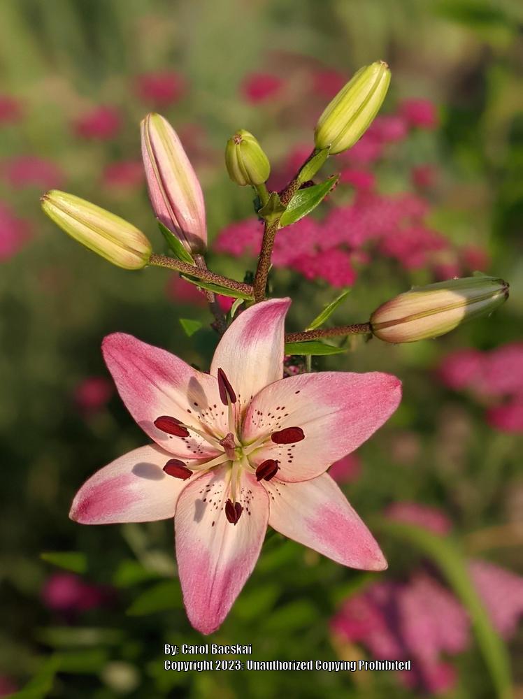 Lily (Lilium 'Silly Girl') in the Lilies Database - Garden.org